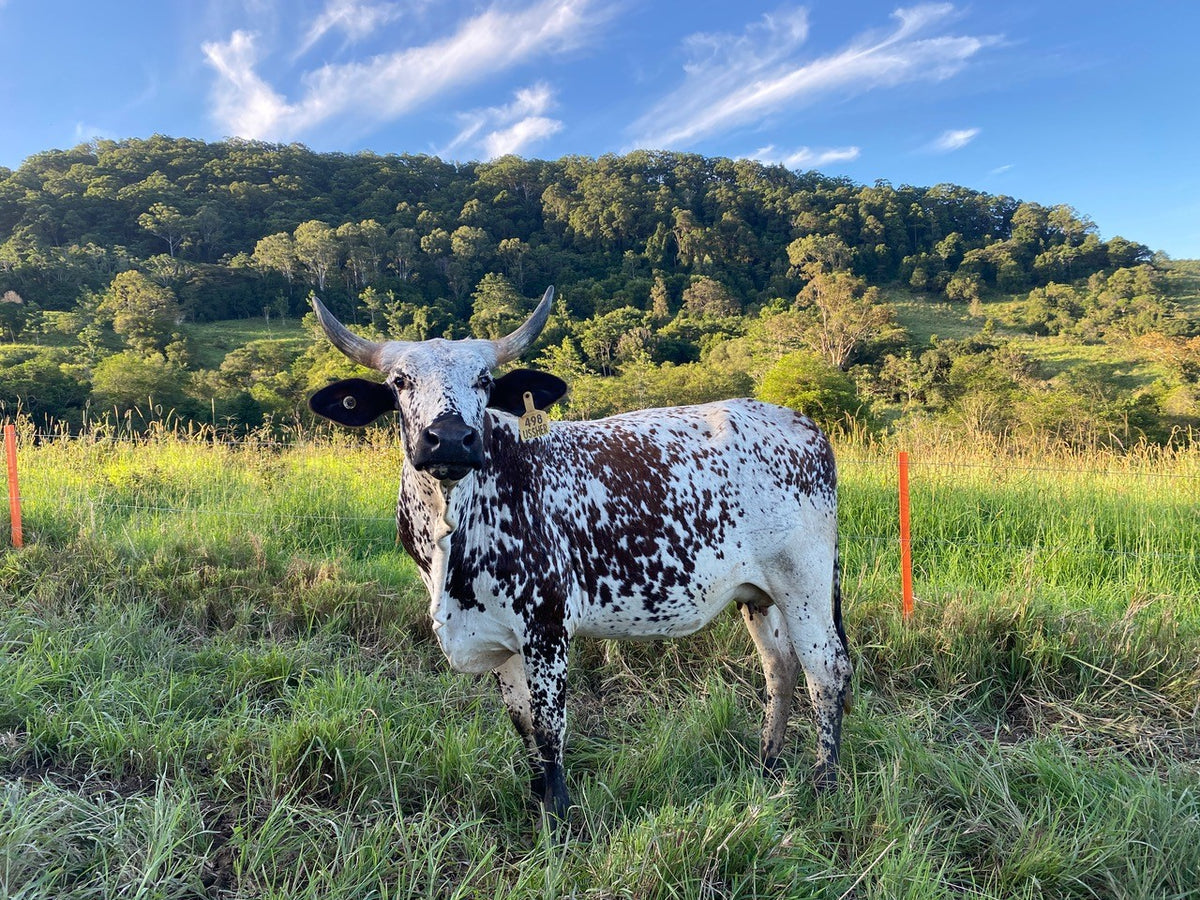 Nguni: The Apocalypse Cow – Eastwell Farms